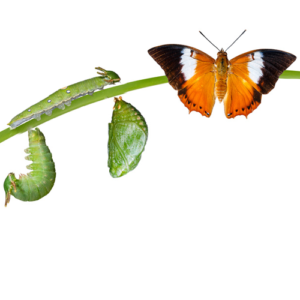 Schmetterling-Transformation-Raupe-Kokon_Fotolia_113084426_S Kopie ...